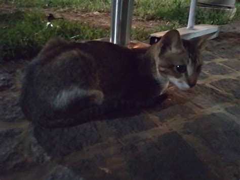 Redmi 5A Review Gadgets 360