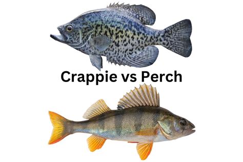Crappie Vs Perch What S The Difference Lake Ontario Outdoors