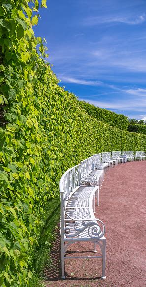 레드 샌드 녹색 잎 벽 푸른 하늘과 흰색 벤치 화살표 상트 페테르부르크 교외 여름에 0명에 대한 스톡 사진 및 기타 이미지 0명 골목 공원 Istock