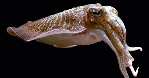 Cuttlefish Can Learn With The Brains They Keep In Their Arms