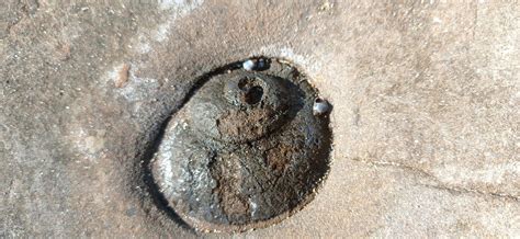 Fossil Snail R Fossilid