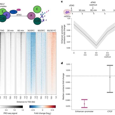 Updated Model Integrating Rna Pol Ii Dynamics Into Enhancerpromoter