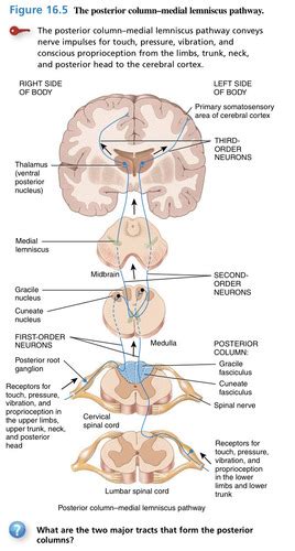 Motor And Neuron Tracts Flashcards Quizlet