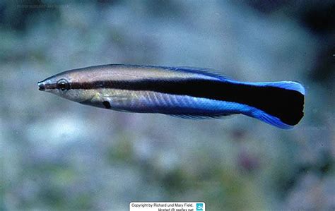 Cleaner Wrasse Care