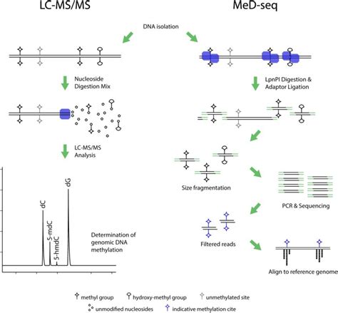 Integrating Advanced Analytical Methods To Assess Epigenetic Marks Katerina Athanasopoulou Integrating Advanced Analytical Methods To Assess Epigenetic Marks Katerina Athanasopoulou