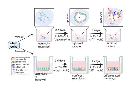 2d And 3d Organoid Culture Biorender Science Templates