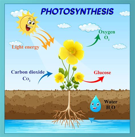 What Is Photosynthesis Definition And Formula
