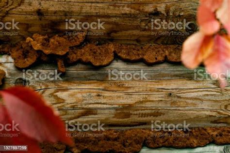 가을 배경 나뭇잎의 붉은 모양에서 디자인 배경에 나무 판자의 질감 벨벳 시즌에 시원한 신선한 모습 텍스트 및 삽입 템플릿 0명에 대한 스톡 사진 및 기타 이미지 Istock
