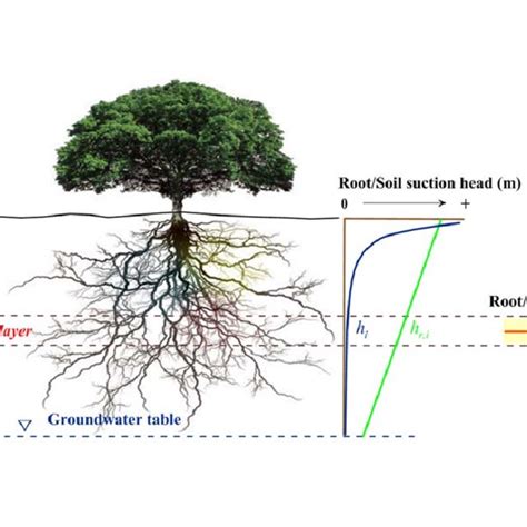 Pdf Implementing Dynamic Root Optimization In Noah Mp For Simulating