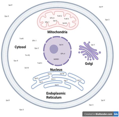 Cellular Localisation Of Selenoproteins In A Typical Mononuclear