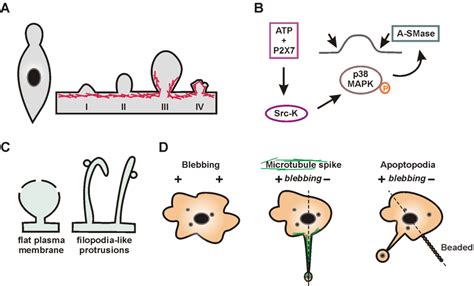 The Formation Of Blebs And Similar Structures On The Plasma Membrane