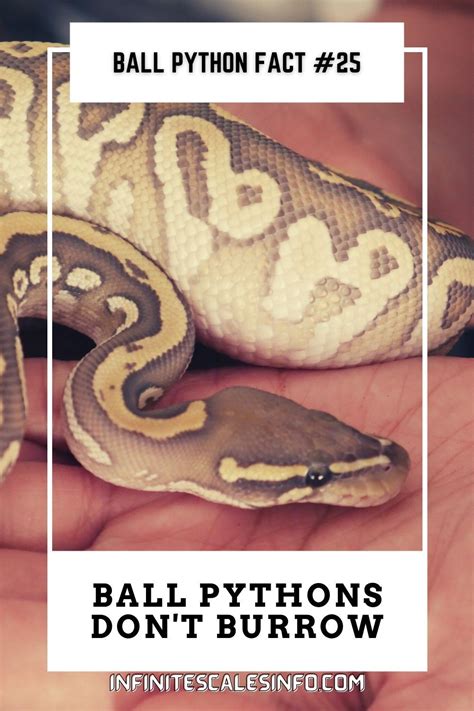 27 Ball Python Facts Only Ball Python Owners Know Artofit