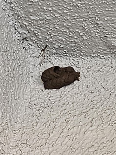 What Type Of Wasp Nest Is This And How Do We Remove It Or Should We