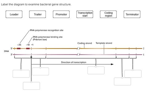 Label The Diagram To Examine Bacterial Gene Structure Bacte