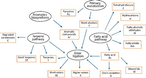 Definition Of Compound Classes Brown Boxes Based On Biosynthetic