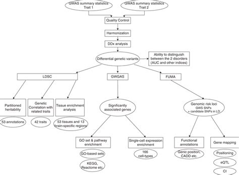 Of Our Analysis Framework Gwas Summary Statistics Of The Two Traits Download Scientific Diagram