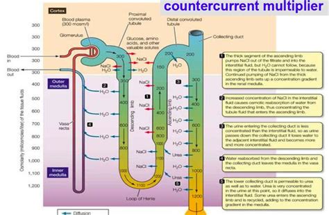 Counter Current Flow Diagram Exchange Principles Data Logger