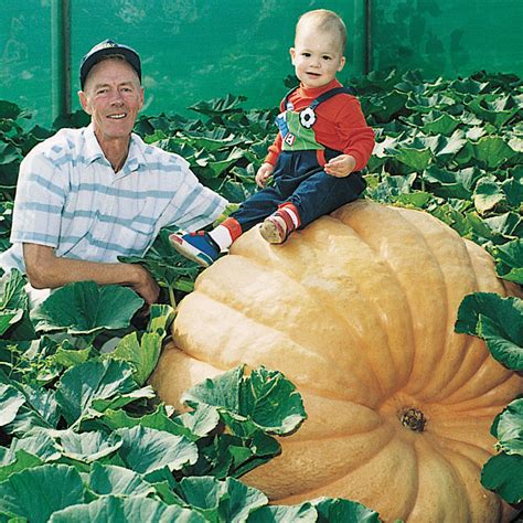 Dill's Atlantic Giant Pumpkin | Gurney's Seed & Nursery Co.