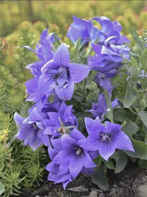 Platycodon Grandiflorus Double Blue Shipped From Grower To Your Door