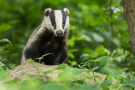 Labour Party Stop the Cull Petition - Protect the Wild