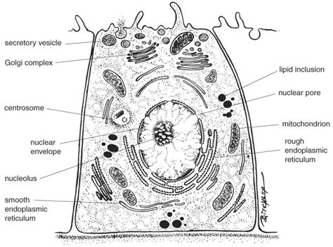 Mitochondria Electron Micrograph Labelled