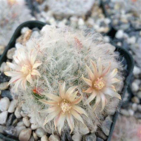 Buy Mammillaria Bocasana V Multilanata Planet Desert