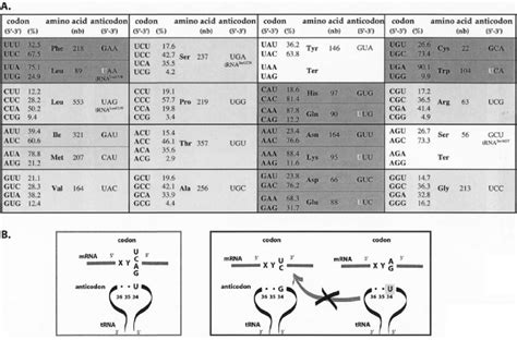 Human Mitochondrial Codon Usage And Codonanticodon Interactions A