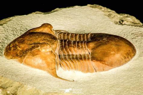 Finest Grade Illaenus Tauricornis Middle Ordovician Trilobite Russia