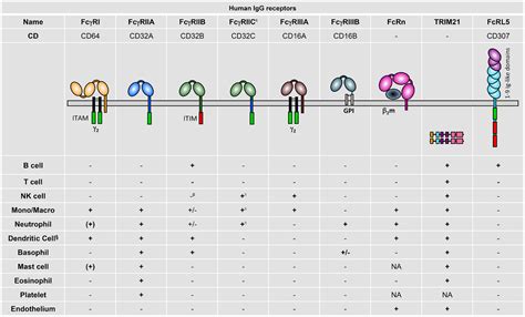Flow Cytometry Fcm Facs Antibody Verified By Fc Receptor Blocking