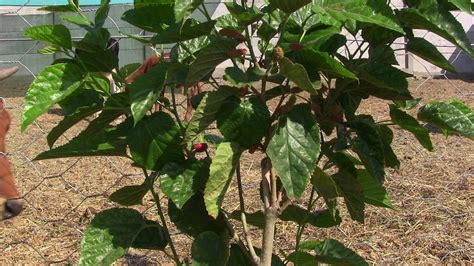 2 წლის ნამყენი თუთის ნერგი Youtube