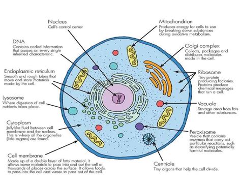 Exploring The Basics A Comprehensive Guide To Cell Structure And Function Doctor Study Notes