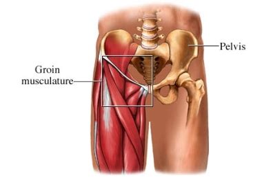 Groin Strain PTandMe