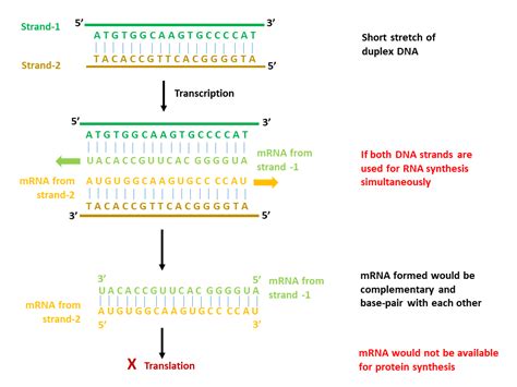 complementary base pairing rna