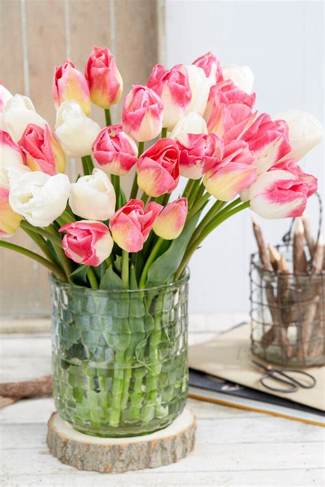 Tulip First Class Order Your Tulip Bulbs Online Bulbs Direct Nz