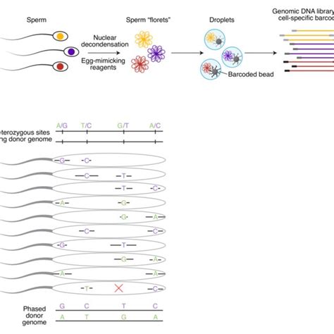 Crossover Identification And Recombination Rate From Single Sperm Download Scientific Diagram