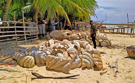 Philippine Authorities Seize Fossilized Giant Clam Shells Worth 25
