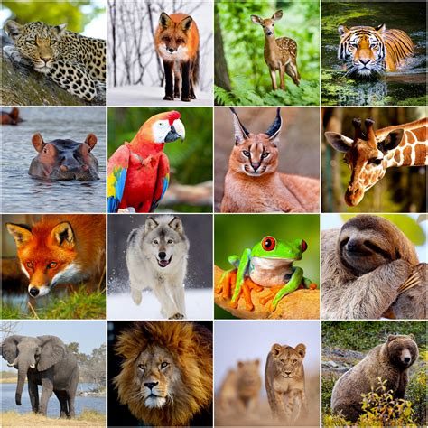 Github Amritangshummulti Class Wildlife Detection Detect And