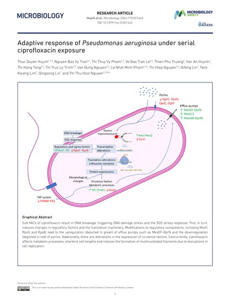 Pdf Adaptive Response Of Pseudomonas Aeruginosa Under Serial Ciprofloxacin Exposure