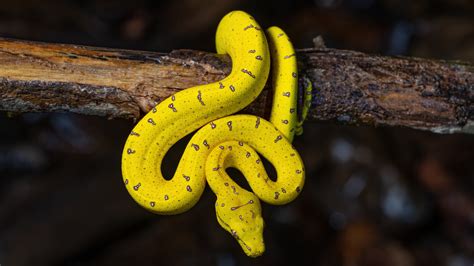 Juvenile Yellow Python On Tree Branch In Dark Background Hd Python