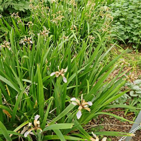 Stinking Iris Iris Foetidissima