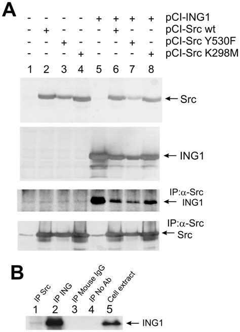 A Wild Type Src And The Mutants Indicated Were Ectopically Expressed