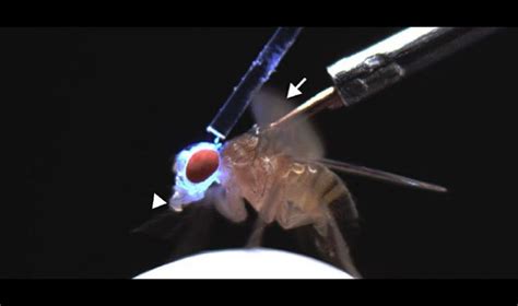 How Social Experiences Shape The Sex Lives Of Flies Asian Scientist Magazine