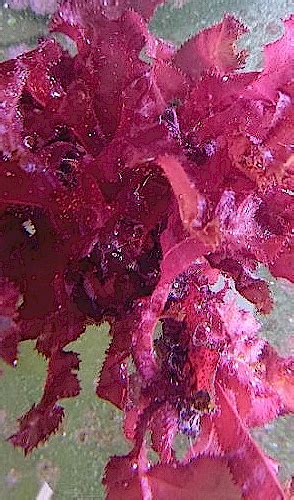 Marine Plants In The Aquarium