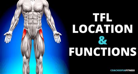 13 Tensor Fascia Latae Tfl Stretches For Pain Relief Coach Sofia