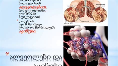 სასუნთქი სისტემა Youtube