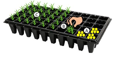Phytometer Addon Bugnet