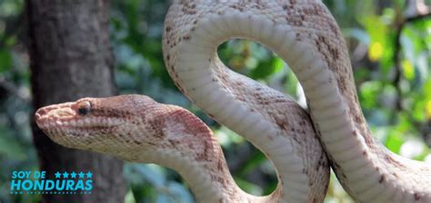 ¿una Boa Rosada Conoce La Hermosa Especie Endémica De Los Cayos