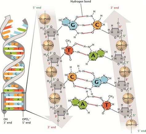 Primary Structure Of Dna