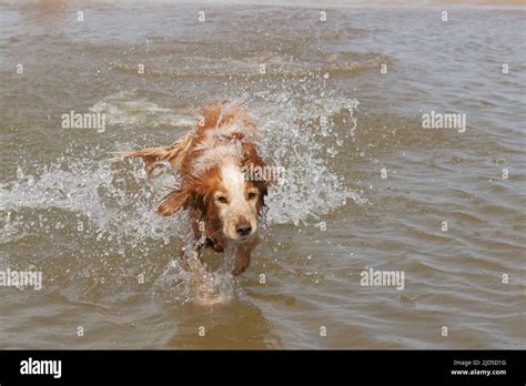 Yellow And White Working Cocker Spaniel Splashing In The Sea Stock