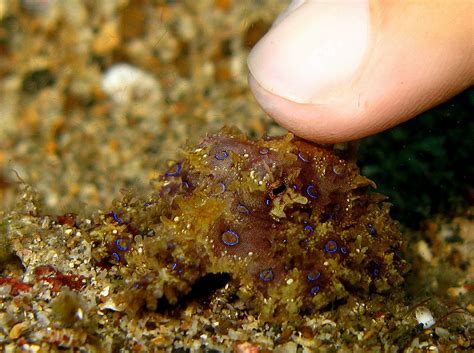 Blue Ringed Octopus Venom Symptoms